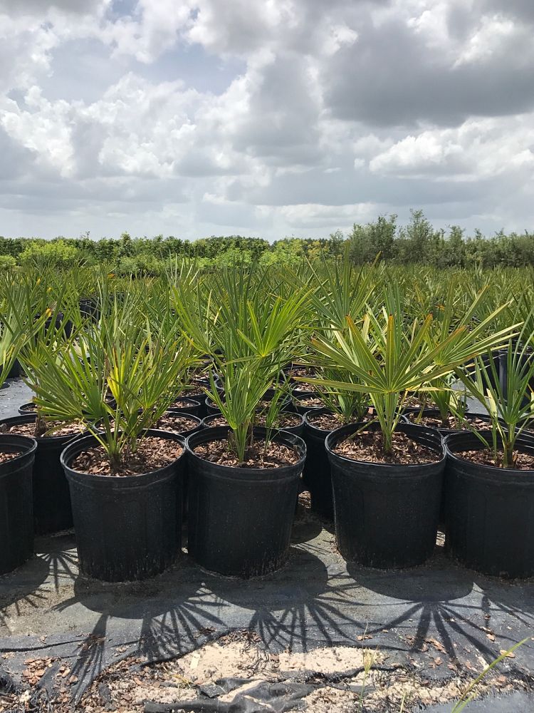 Serenoa repens, Saw Palmetto | PlantVine