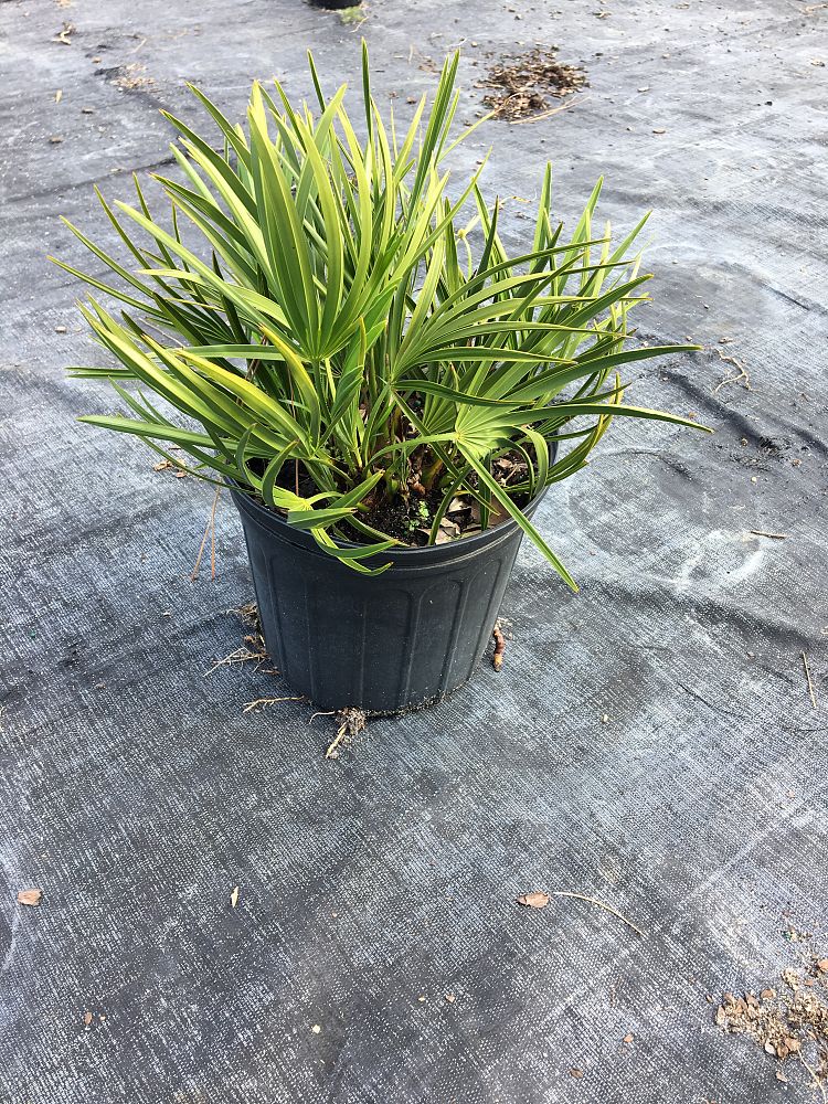 Serenoa Repens Saw Palmetto PlantVine serenoa-repens-saw-palmetto-plantvine