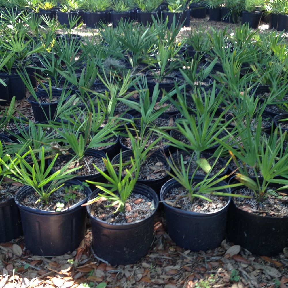 Serenoa repens 'Cinerea', Silver Saw Palmetto | PlantVine