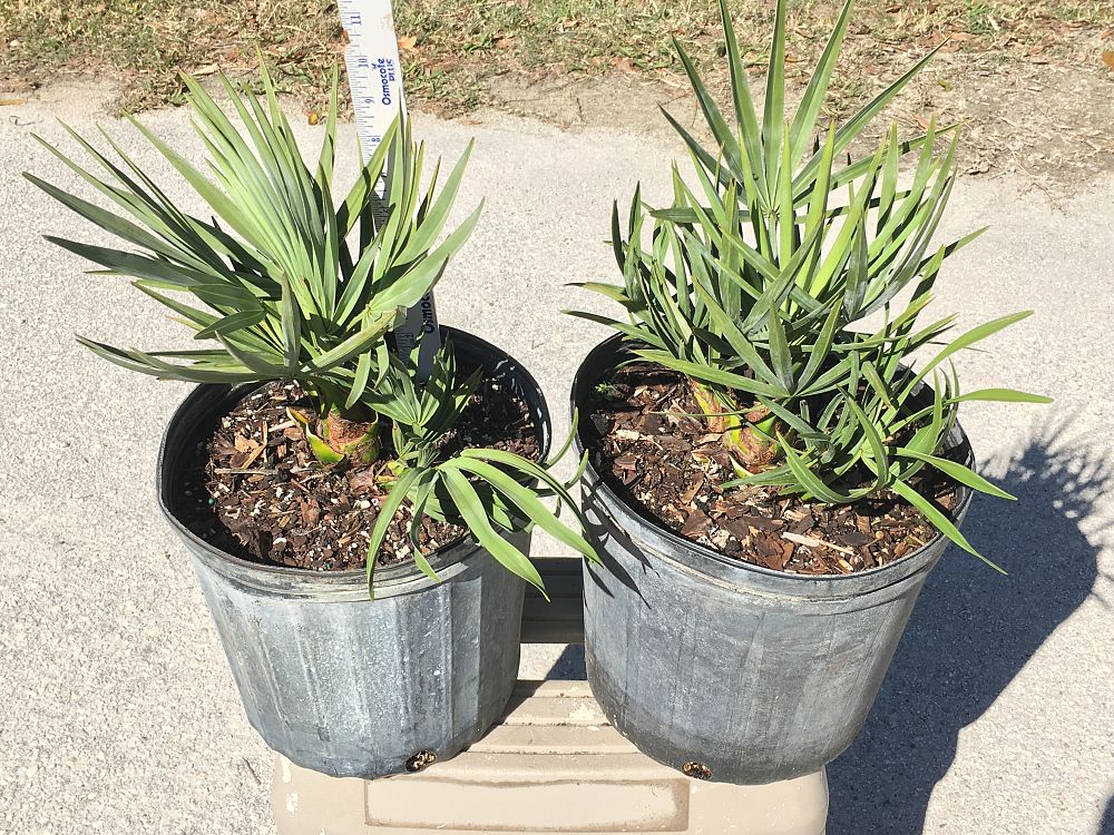 Serenoa repens 'Cinerea', Silver Saw Palmetto | PlantVine