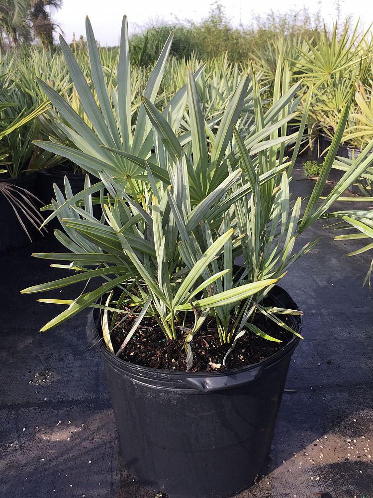 Serenoa repens, Saw Palmetto | PlantVine