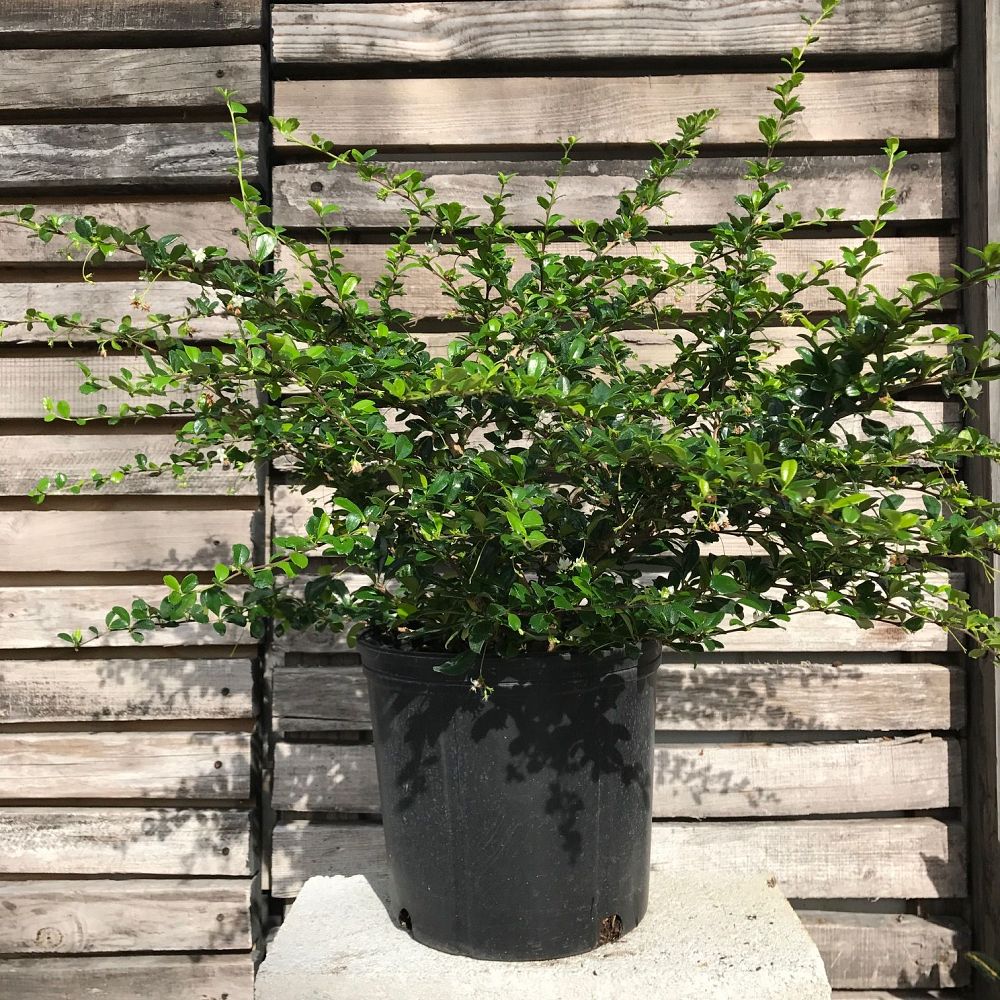 Serissa japonica, Cotoneaster, Snowrose, Serissa Foetida | PlantVine
