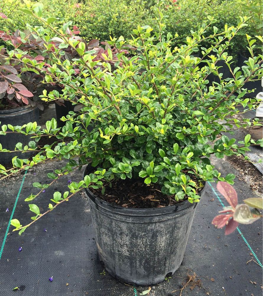 Serissa japonica, Cotoneaster, Snowrose, Serissa Foetida | PlantVine