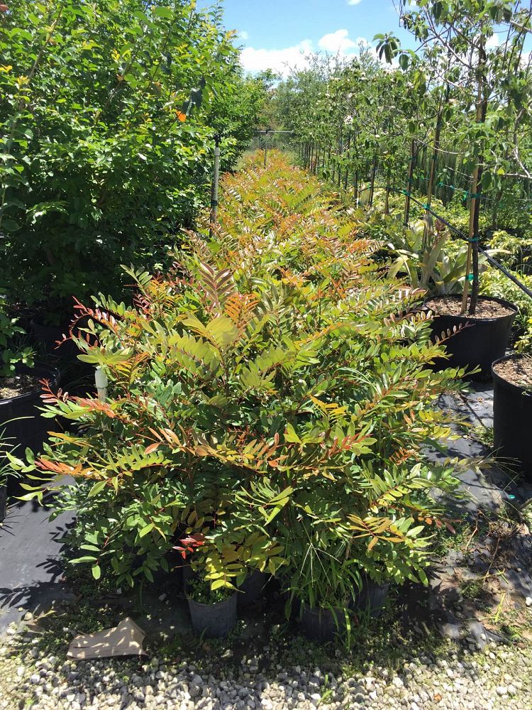 Simarouba glauca, Paradise Tree | PlantVine