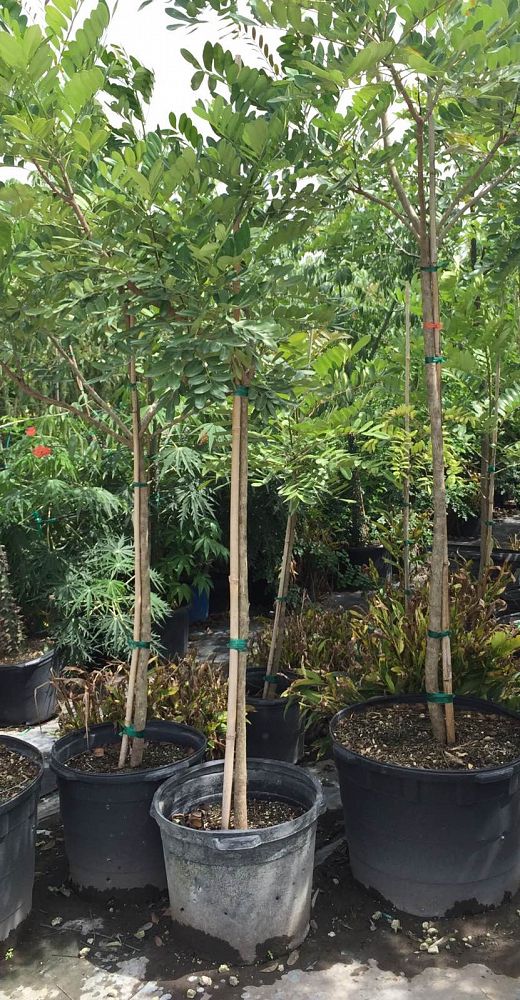 Simarouba glauca, Paradise Tree | PlantVine
