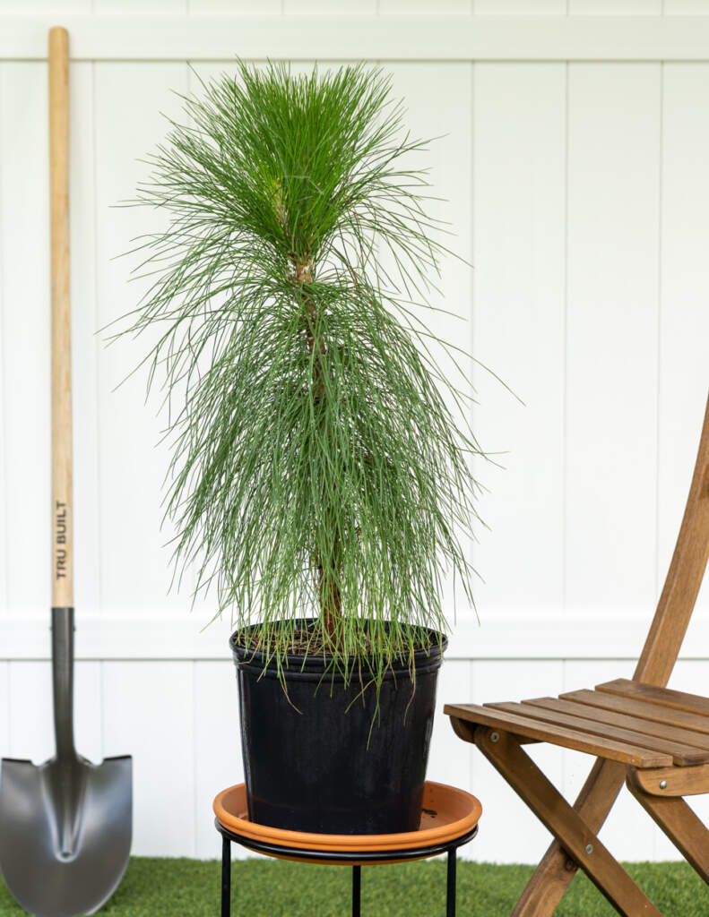 Slash Pine | PlantVine