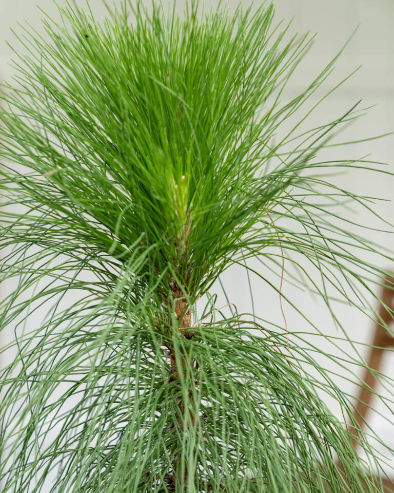 Slash Pine | PlantVine