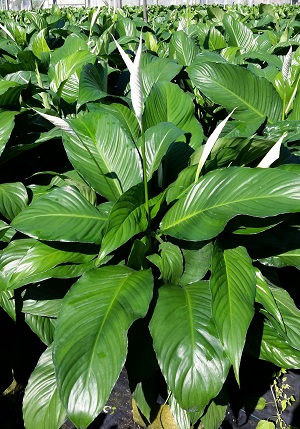 Buy Spathiphyllum 'Sweet Pablo', Peace Lily | Free Shipping over $100
