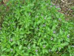 Stachytarpheta jamaicensis, Florida Native Porterweed | PlantVine