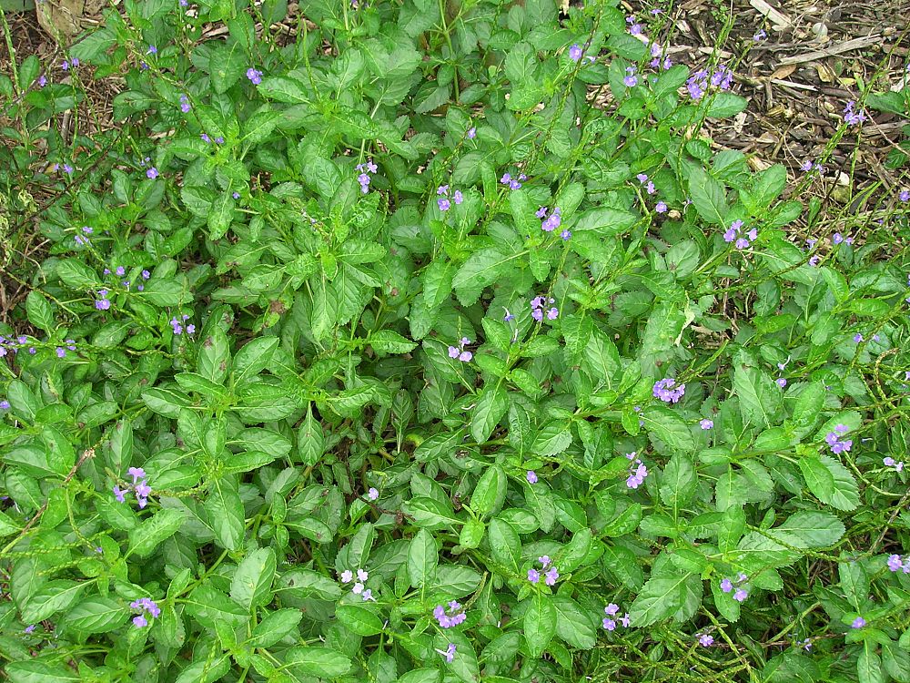 Buy Stachytarpheta jamaicensis, Florida Native Porterweed | Free ...