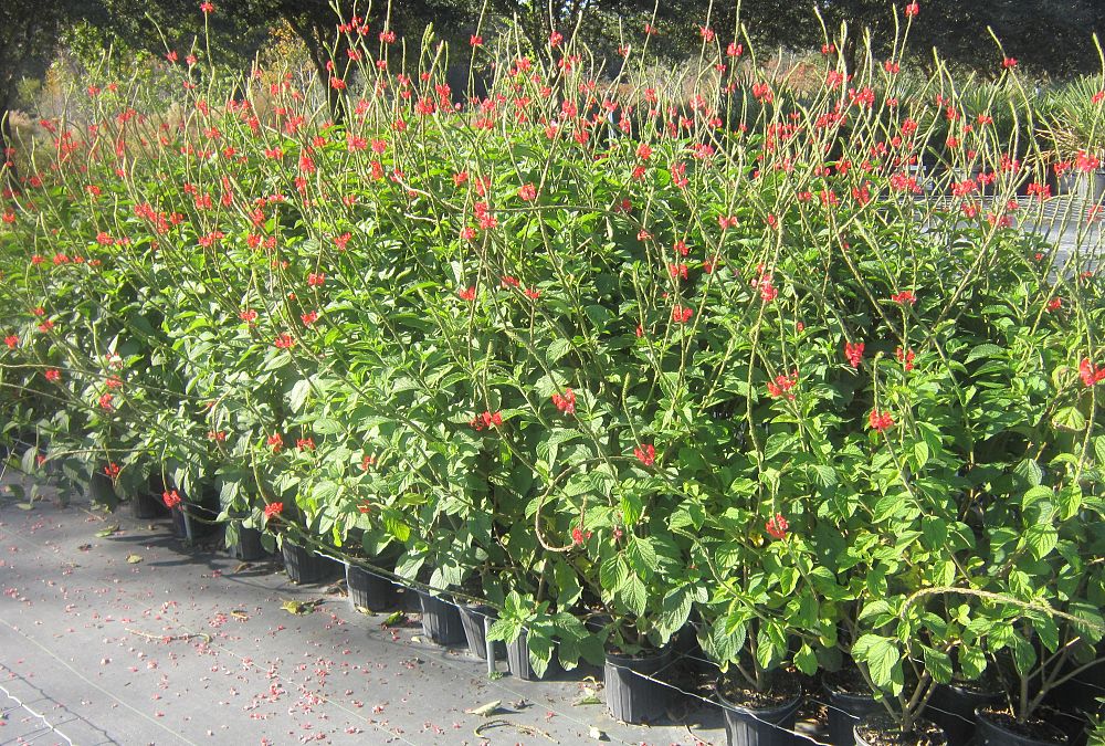 Stachytarpheta jamaicensis, FL Native Porterweed | PlantVine