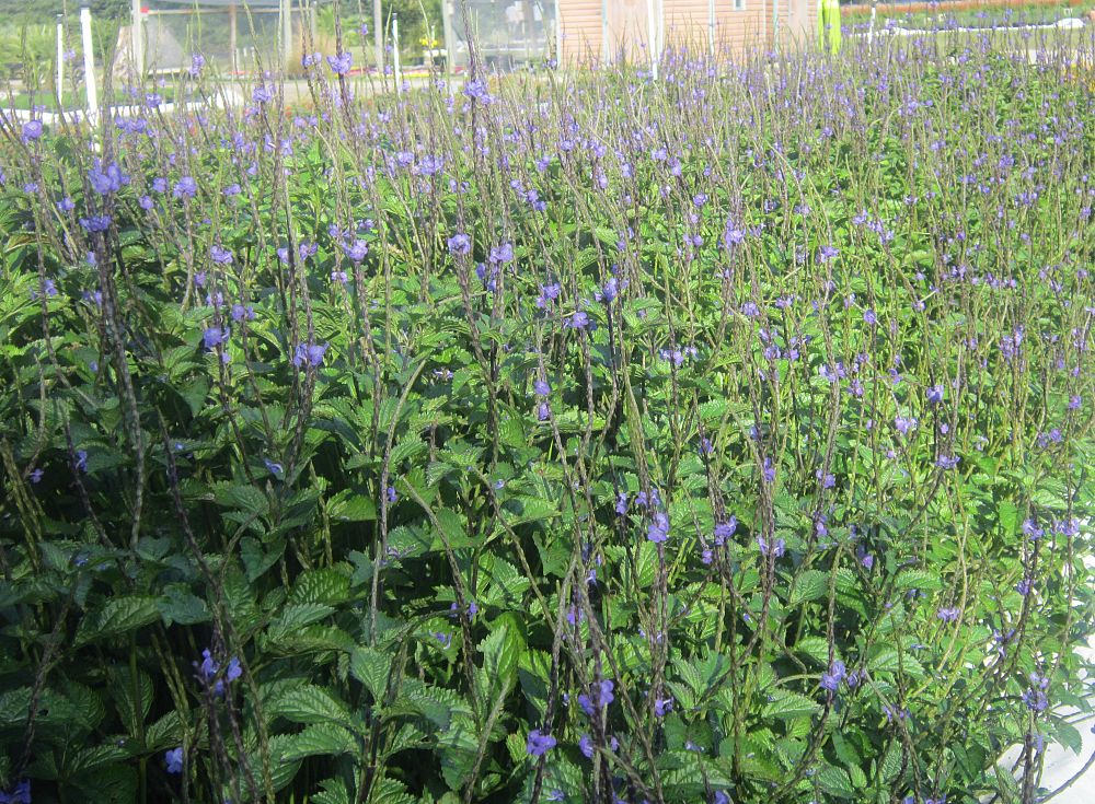 Stachytarpheta jamaicensis, FL Native Porterweed | PlantVine