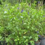 Buy Stachytarpheta jamaicensis, Florida Native Porterweed | Free ...