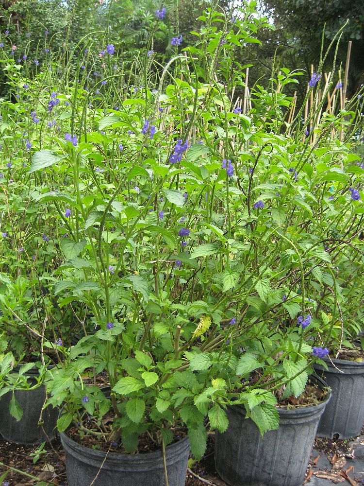 Buy Stachytarpheta jamaicensis, Florida Native Porterweed | Free ...
