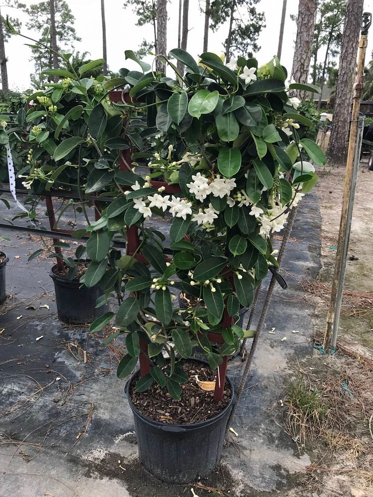 Stephanotis Floribunda Bridal Wreath Madagascar Jasmine PlantVine