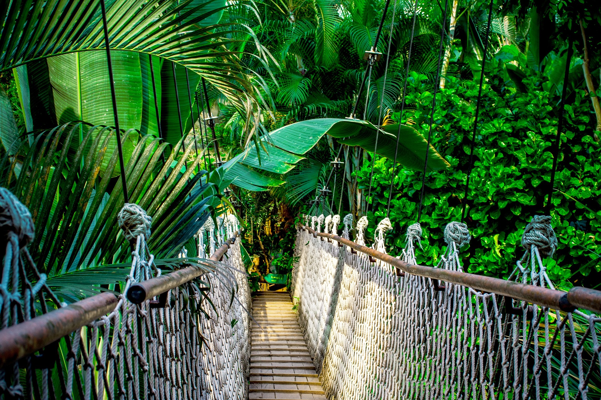 A World of Plants: The Rainforests of South America | PlantVine