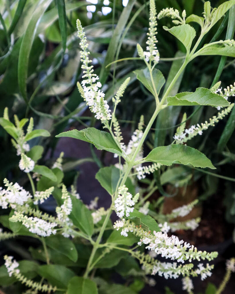 Buy Aloysia Virgata, Sweet Almond Bush Online | Get 10% OFF