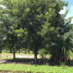 Swietenia mahagoni, Mahogany Tree | PlantVine