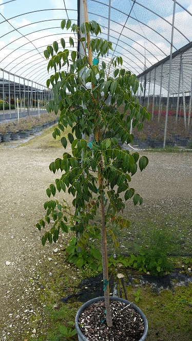 Swietenia mahagoni, Mahogany Tree | PlantVine