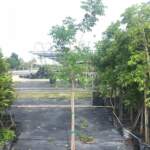 Swietenia mahagoni, Mahogany Tree | PlantVine