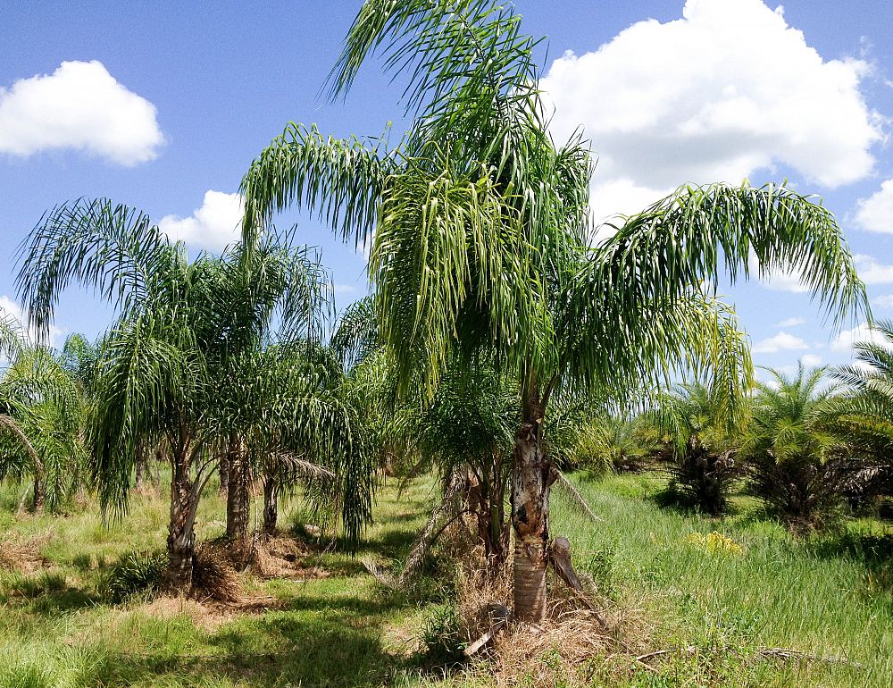 Syagrus romanzoffiana, Queen Palm, Cocos Plumosa | PlantVine