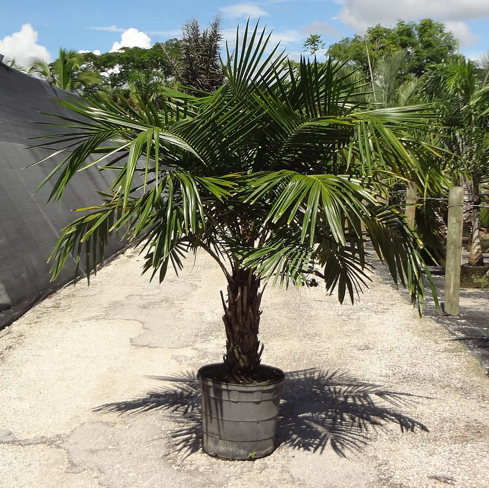 Syagrus schizophylla, Arikury Palm, Parrot Palm | PlantVine
