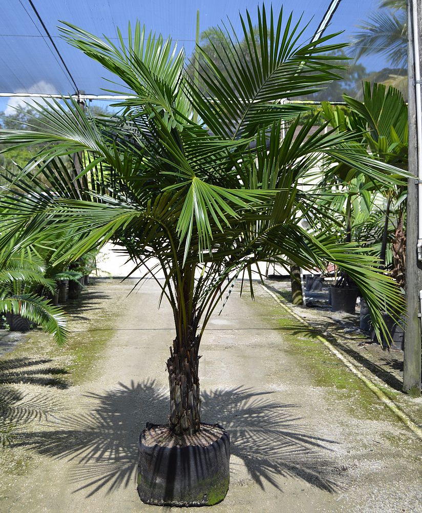 Syagrus schizophylla, Arikury Palm, Parrot Palm | PlantVine