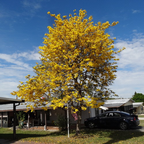 Tabebuia chrysotricha, Gold Trumpet Tree | PlantVine