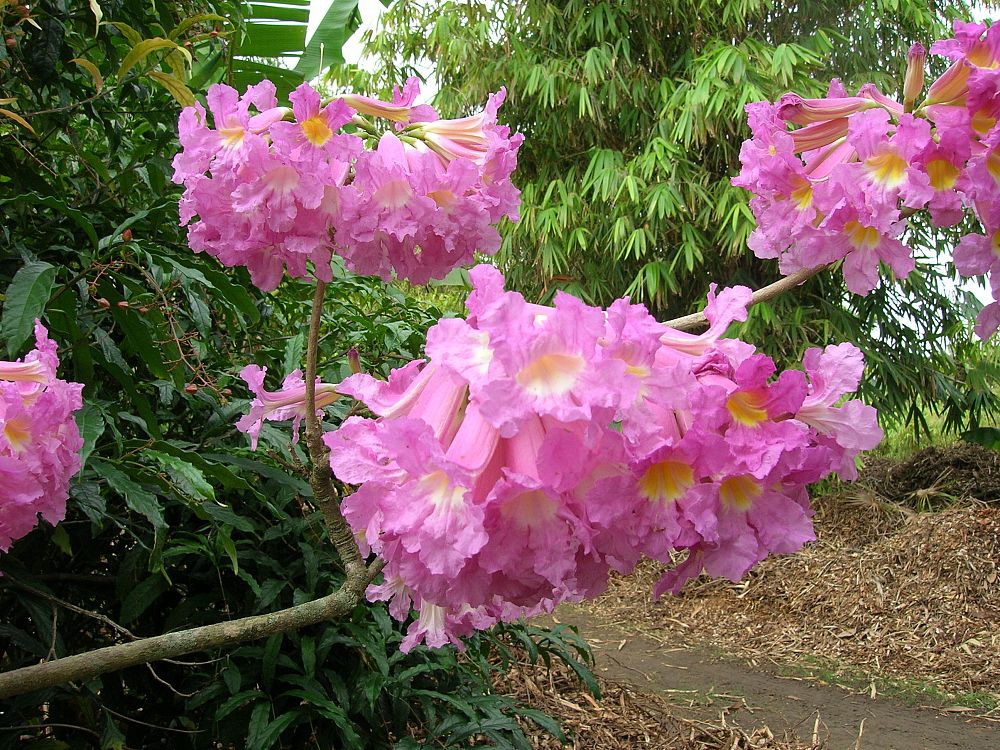 Purple Tabebuia Tree