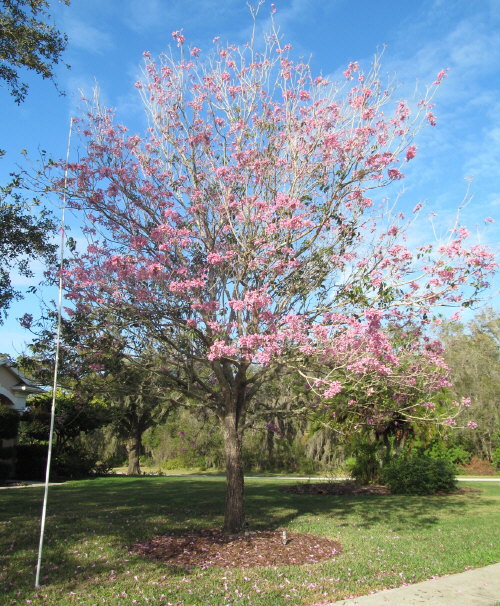 Purple Tabebuia Tree