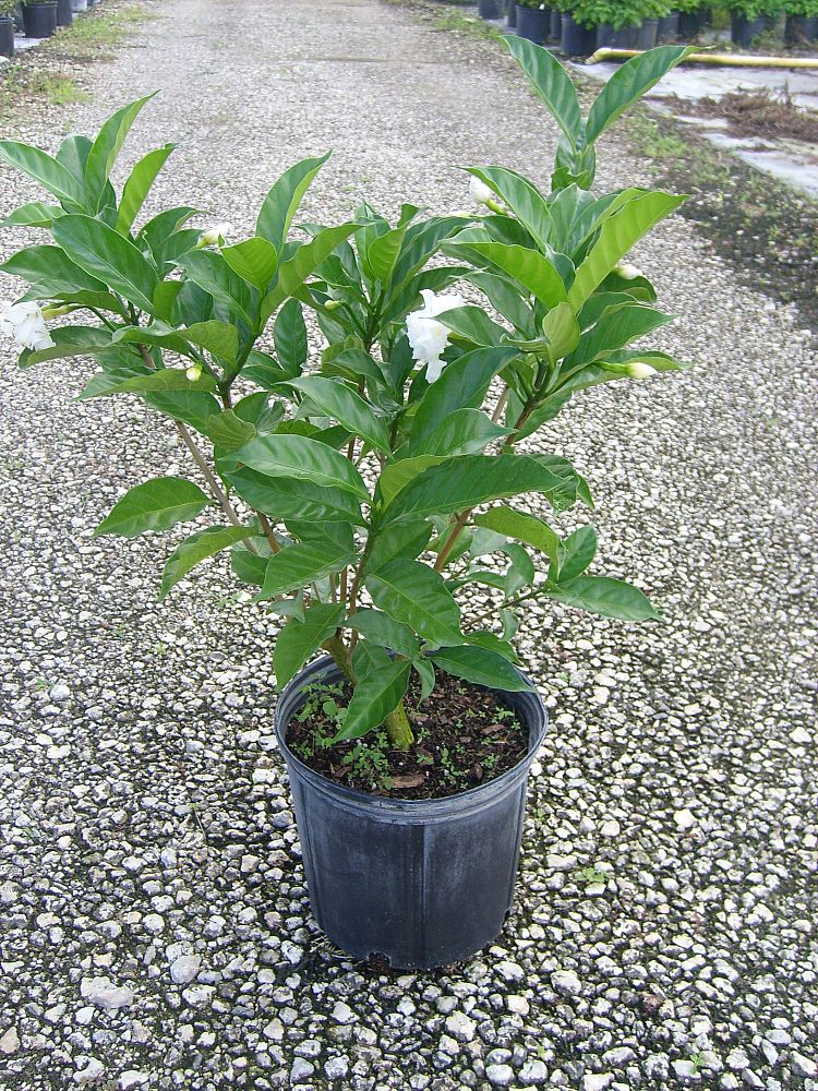 Tabernaemontana divaricata, Crape Jasmine, Florida Gardenia ...