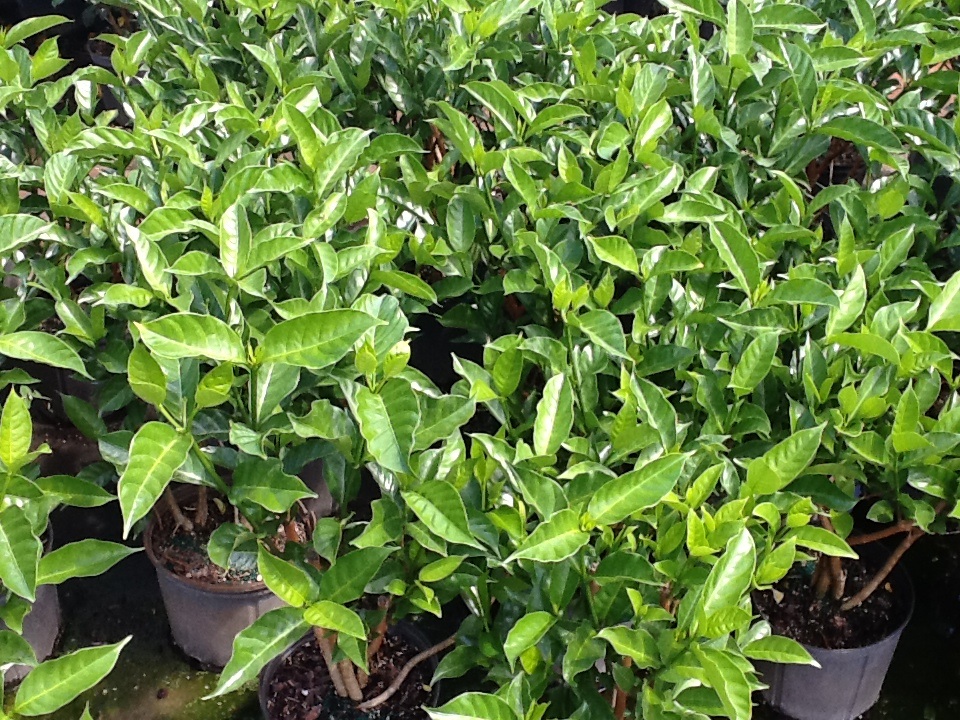 Tabernaemontana divaricata, Crape Jasmine, Florida Gardenia ...