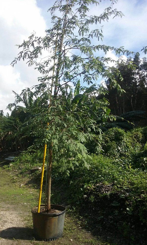 Tamarindus indica, Tamarind | PlantVine