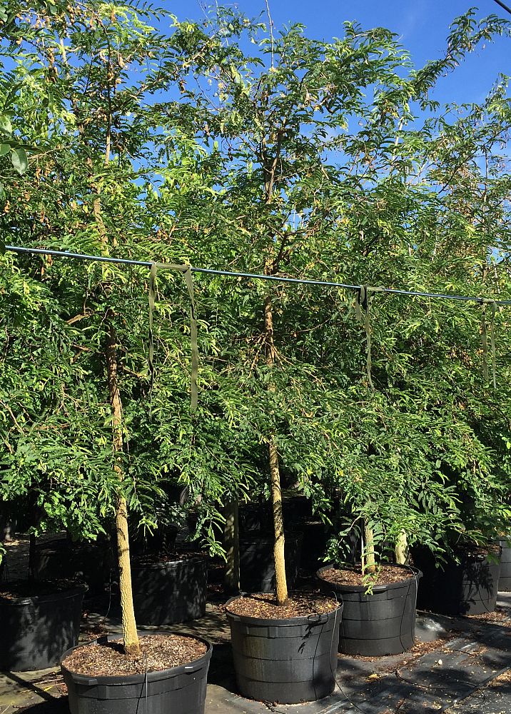 Tamarindus indica, Tamarind | PlantVine