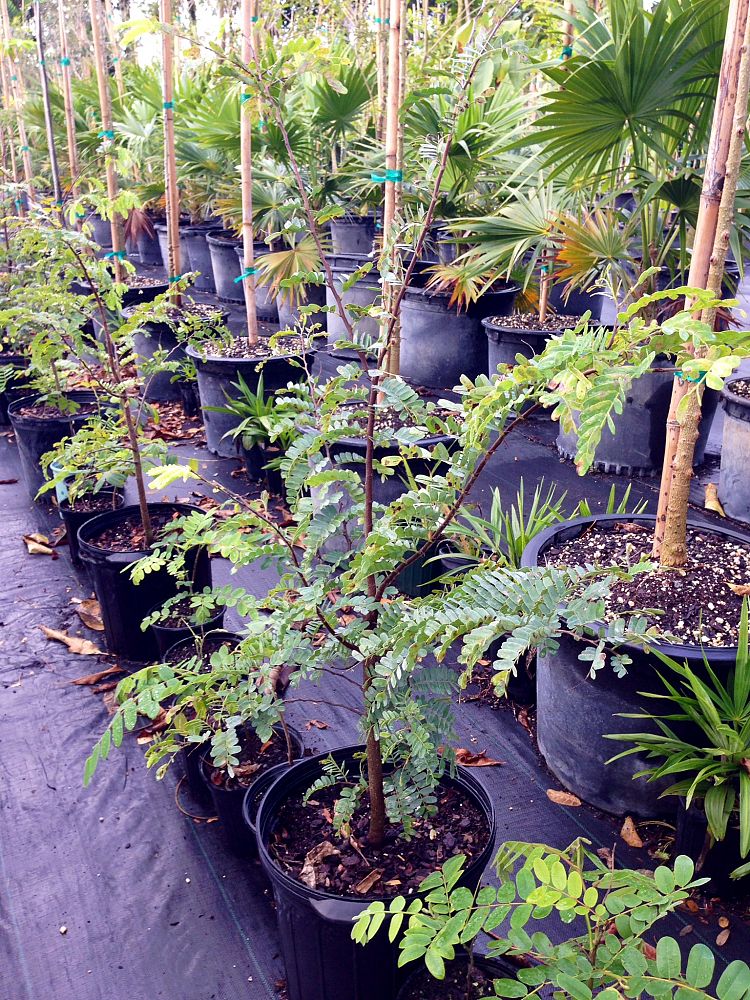 Tamarindus indica, Tamarind | PlantVine