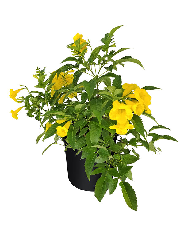 Buy Tecoma stans, Yellow Elder, Esperanza, Trumpetflower, Bells of Fire ...