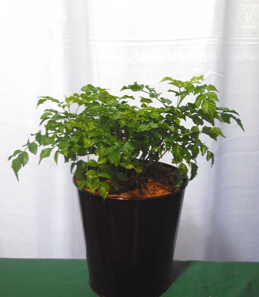 Tecomaria capensis, Cape Honeysuckle | PlantVine