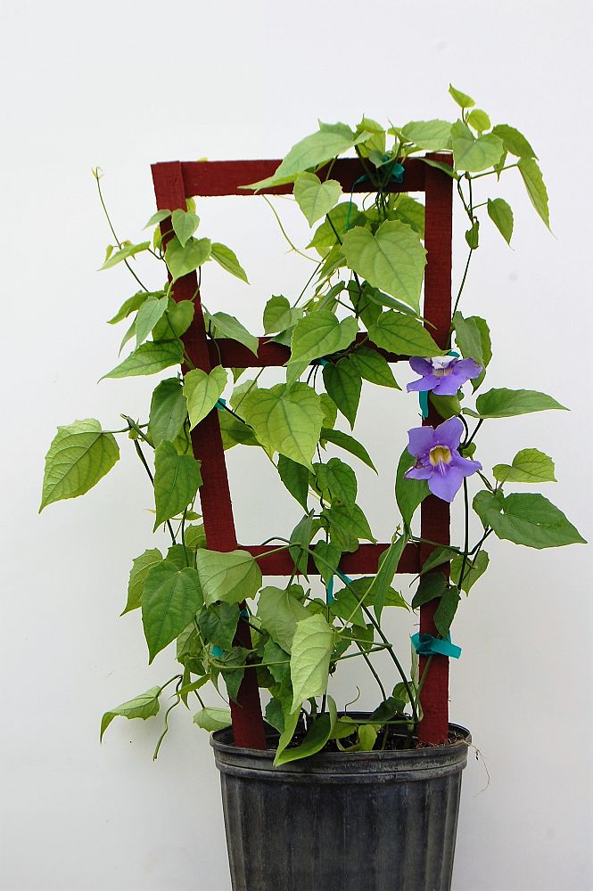 Thunbergia grandiflora, Blue Sky Vine | PlantVine
