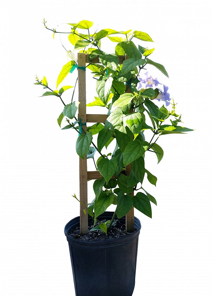 Buy Thunbergia grandiflora, Blue Sky Vine | Free Shipping over $100