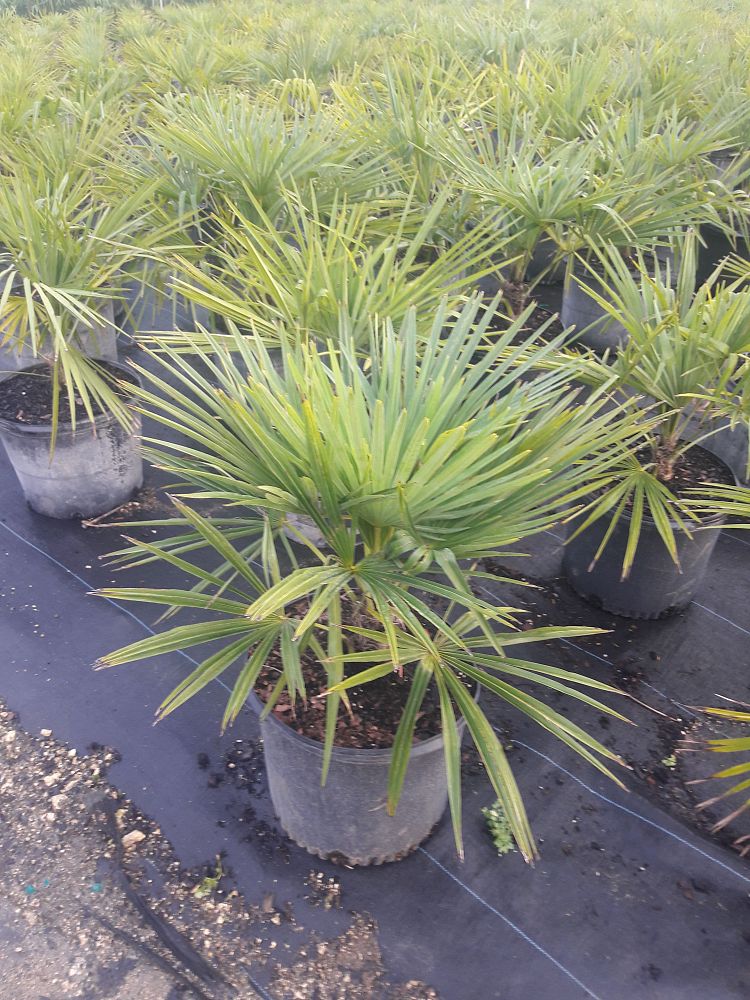 Trachycarpus fortunei, Windmill Palm, Chamaerops excelsa | PlantVine