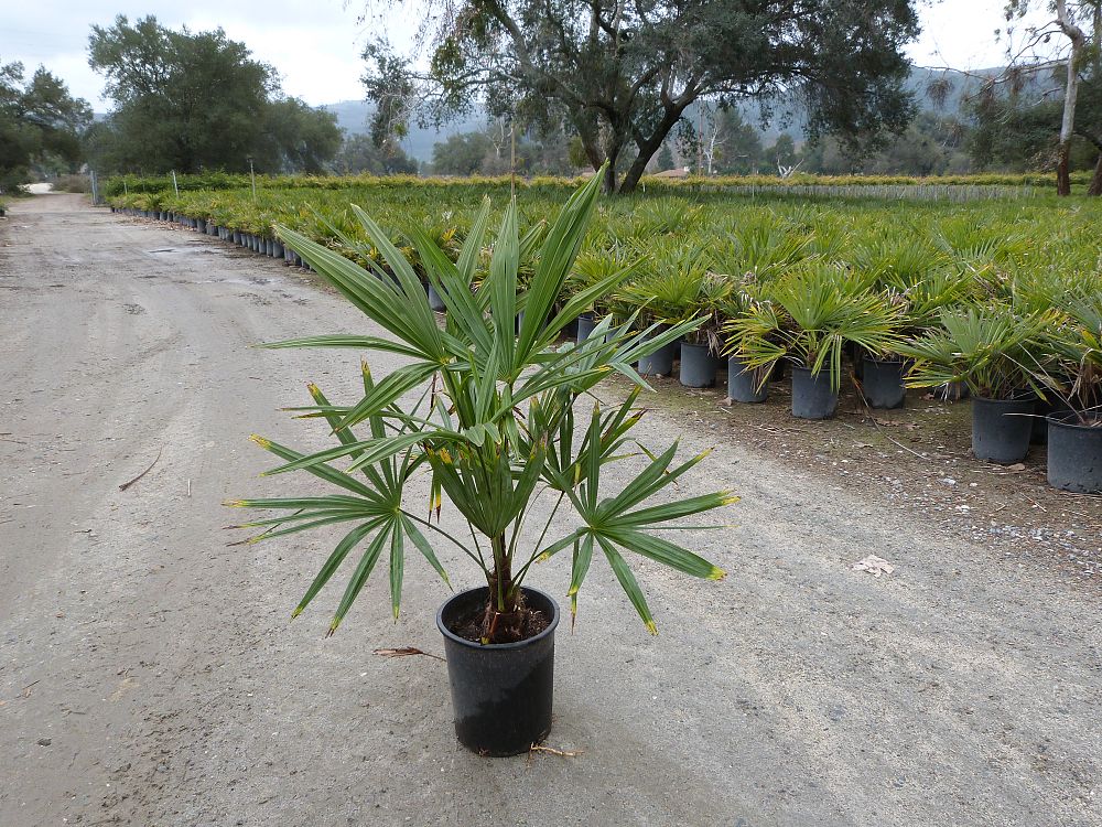 Trachycarpus fortunei, Windmill Palm | PlantVine