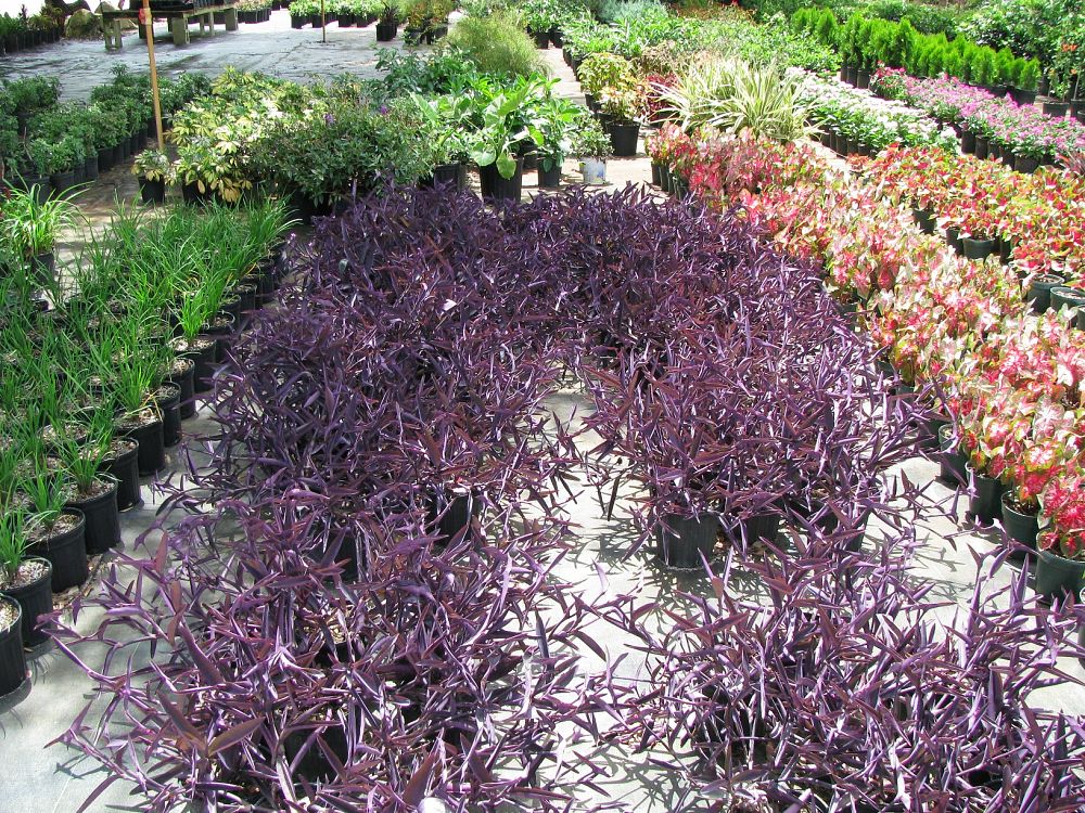 Purple Queen Ground Cover