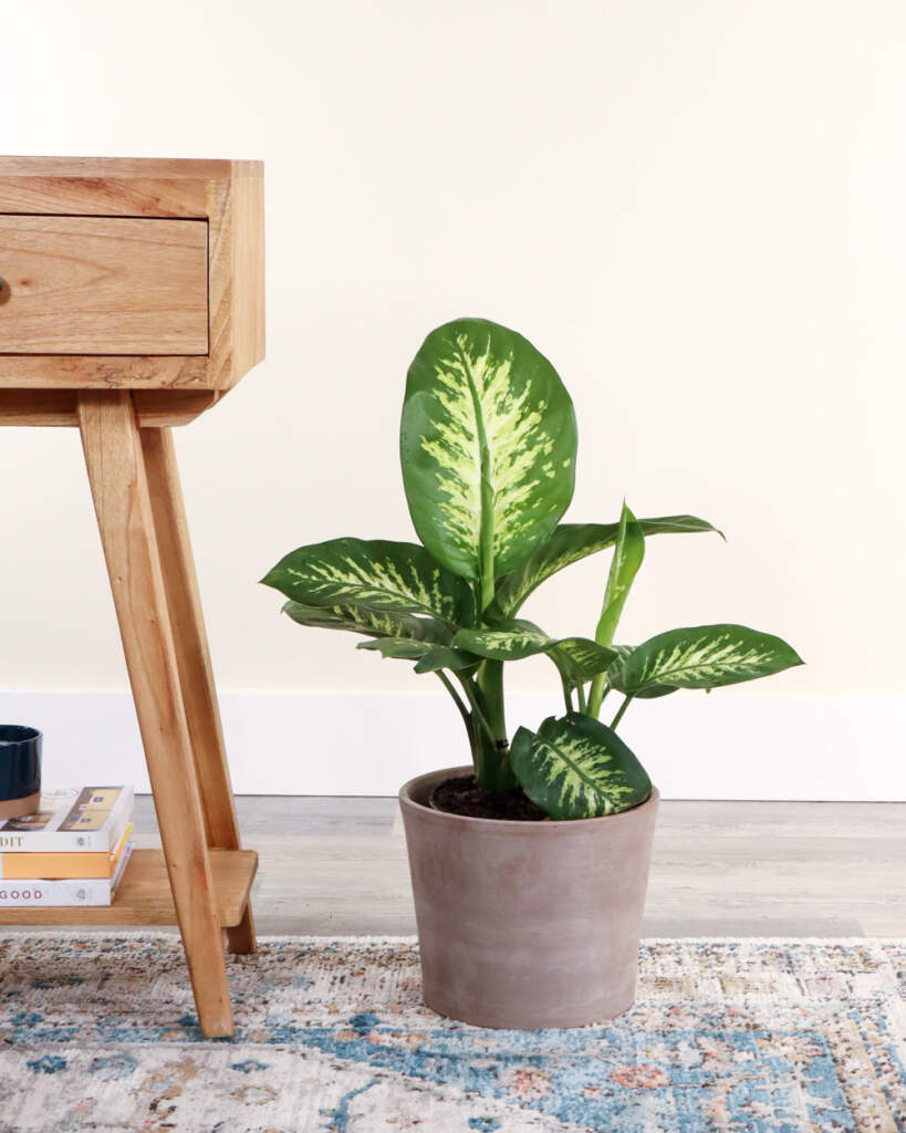 Dieffenbachia amoena ‘Tropic Snow’, Dumb Cane | PlantVine