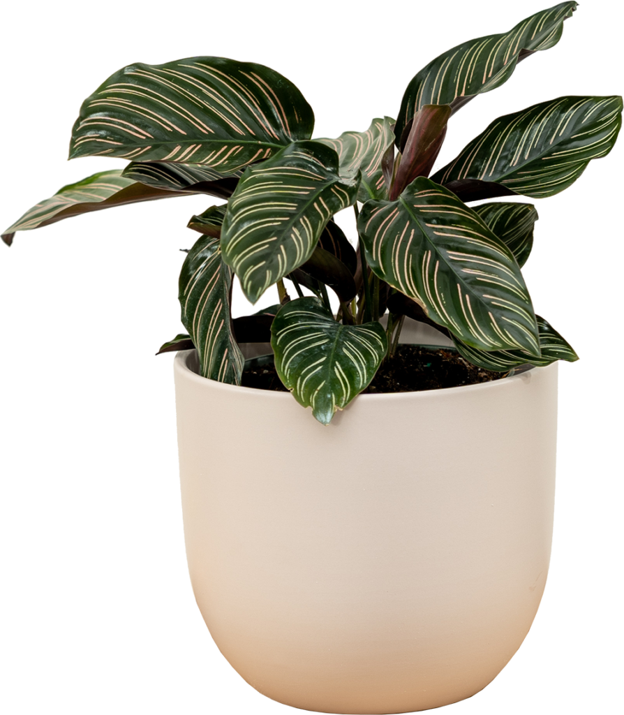 Guide to Beautiful Plants | PlantVine