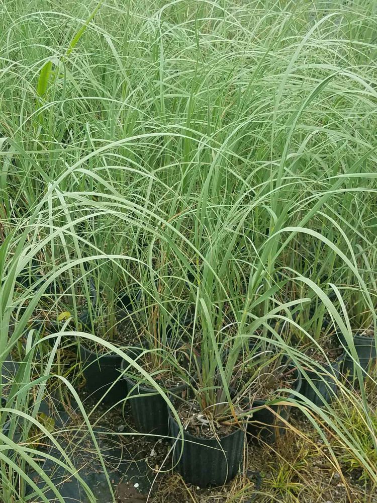 Uniola paniculata, Sea Oats | PlantVine