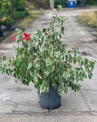 Tropical Hibiscus ‘Snow Queen’ | PlantVine