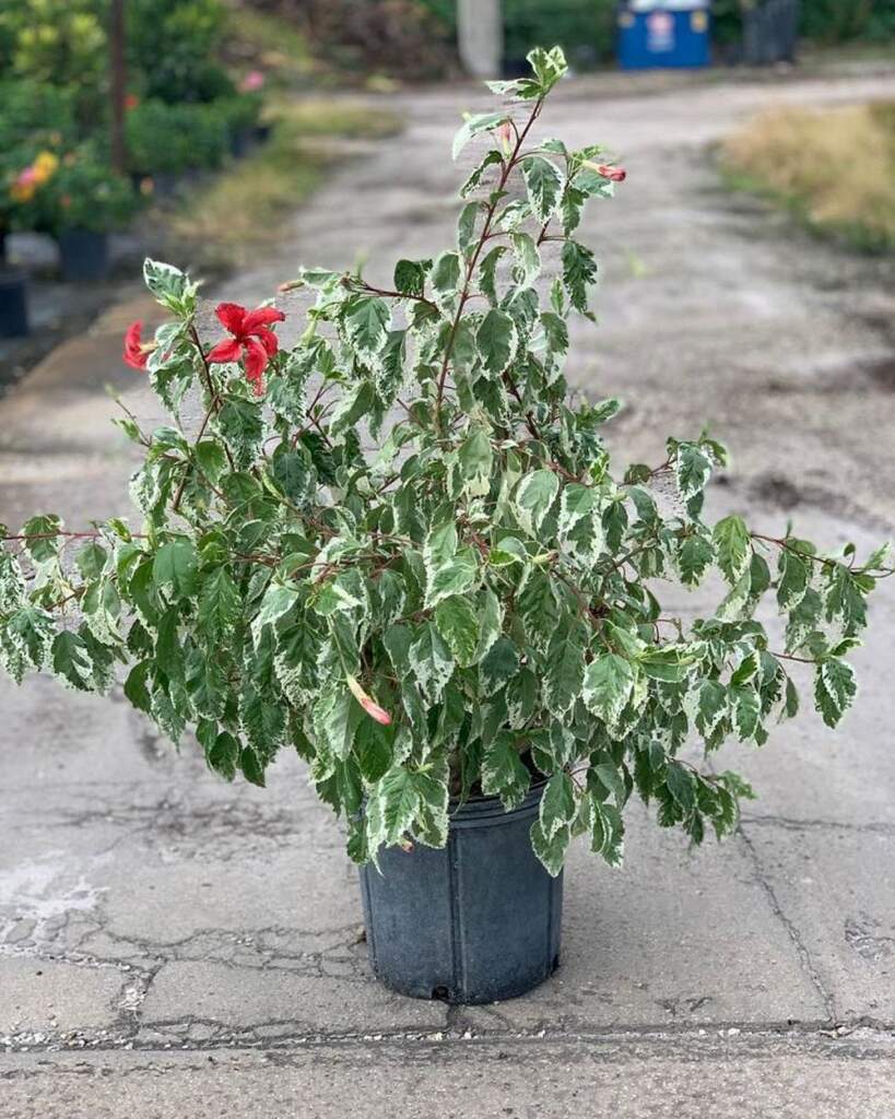 Tropical Hibiscus ‘Snow Queen’ | PlantVine