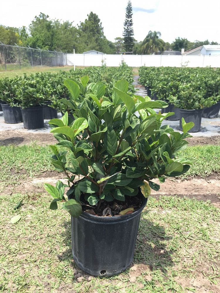 Viburnum suspensum, Sandankwa Viburnum | PlantVine