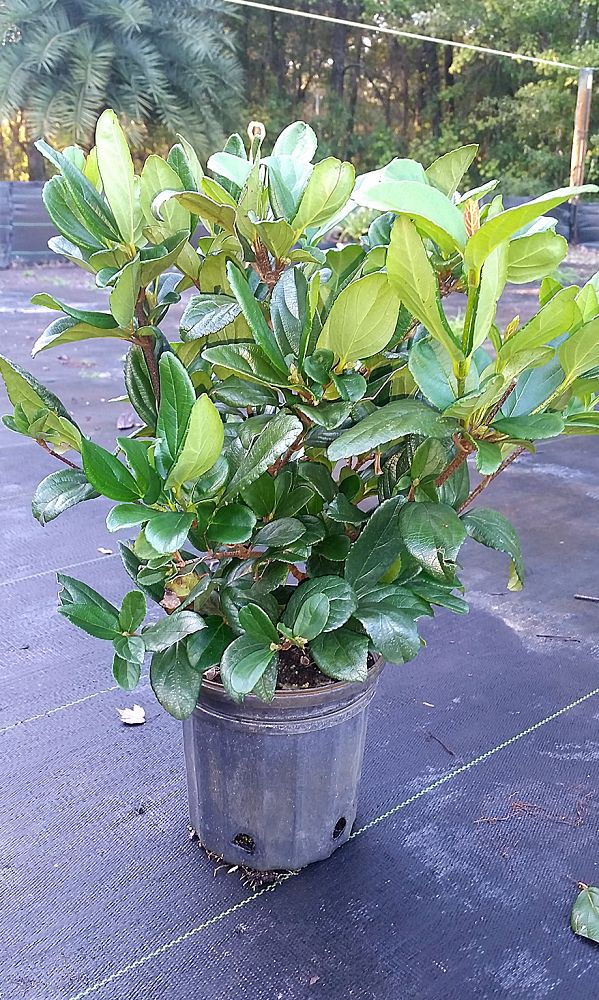 Viburnum suspensum, Sandankwa Viburnum | PlantVine