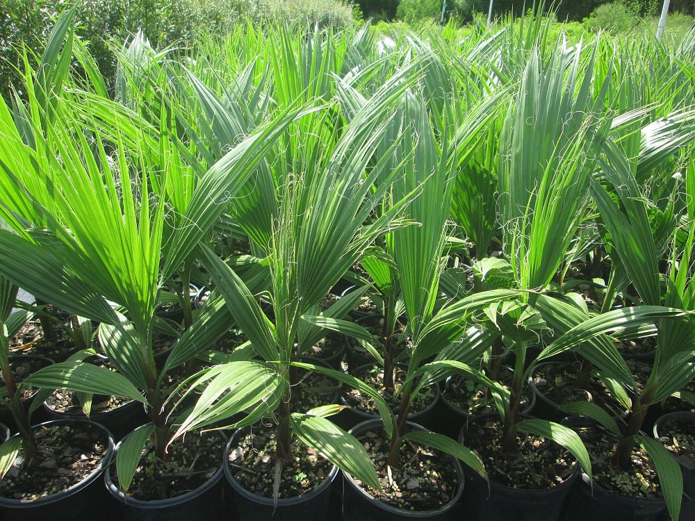 Washingtonia robusta, Washington Palm, Mexican Fan Palm | PlantVine